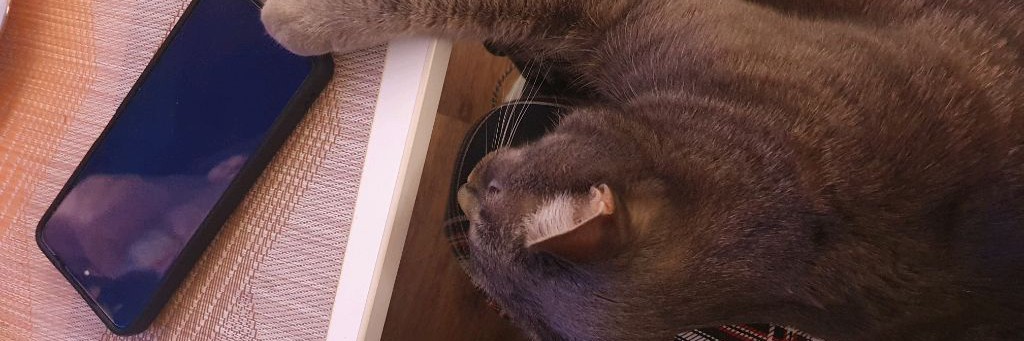 Котейка - Клеопатра