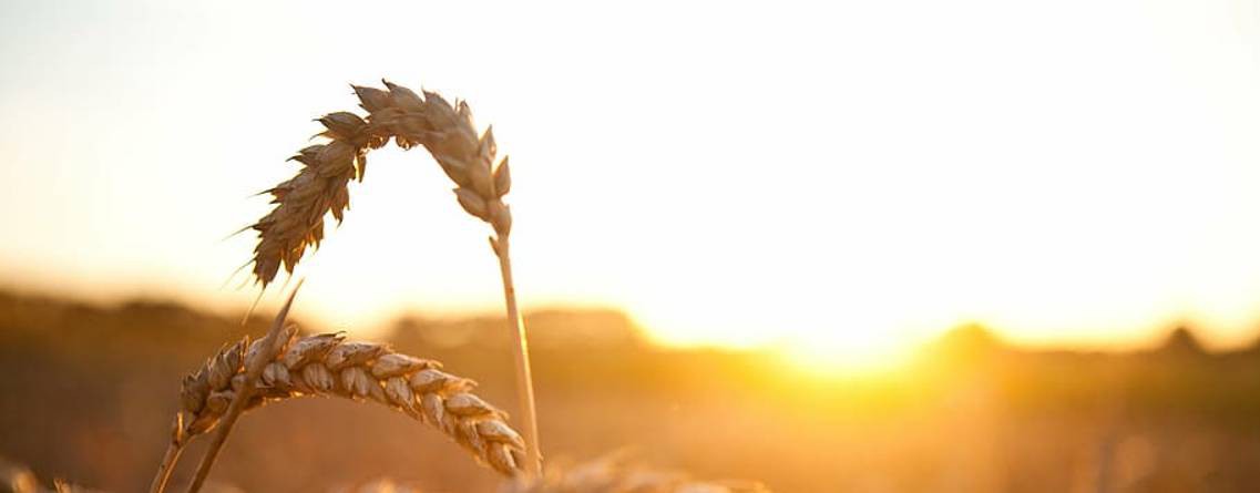 "АгроФИрма Мещовская" Калужская область