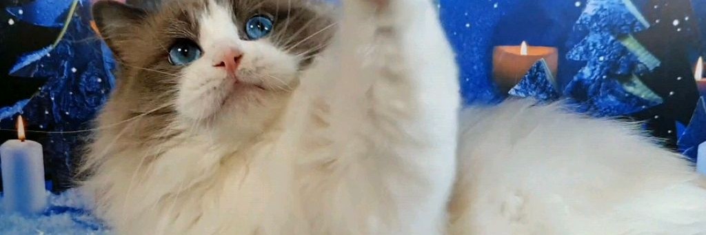 Ragdoll Club CAT DOLL