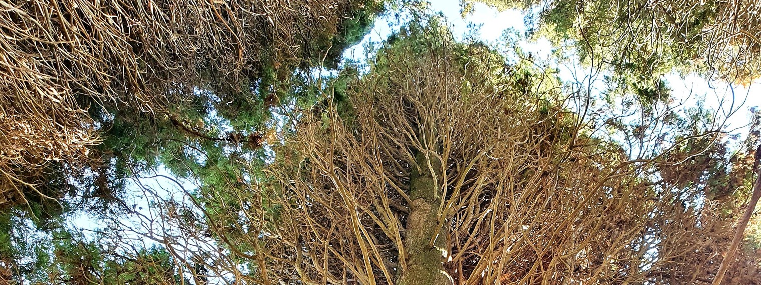 Магазин Дровосек Красноярск