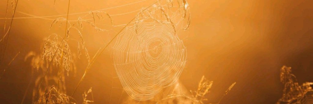 Удивительный мир живой природы.