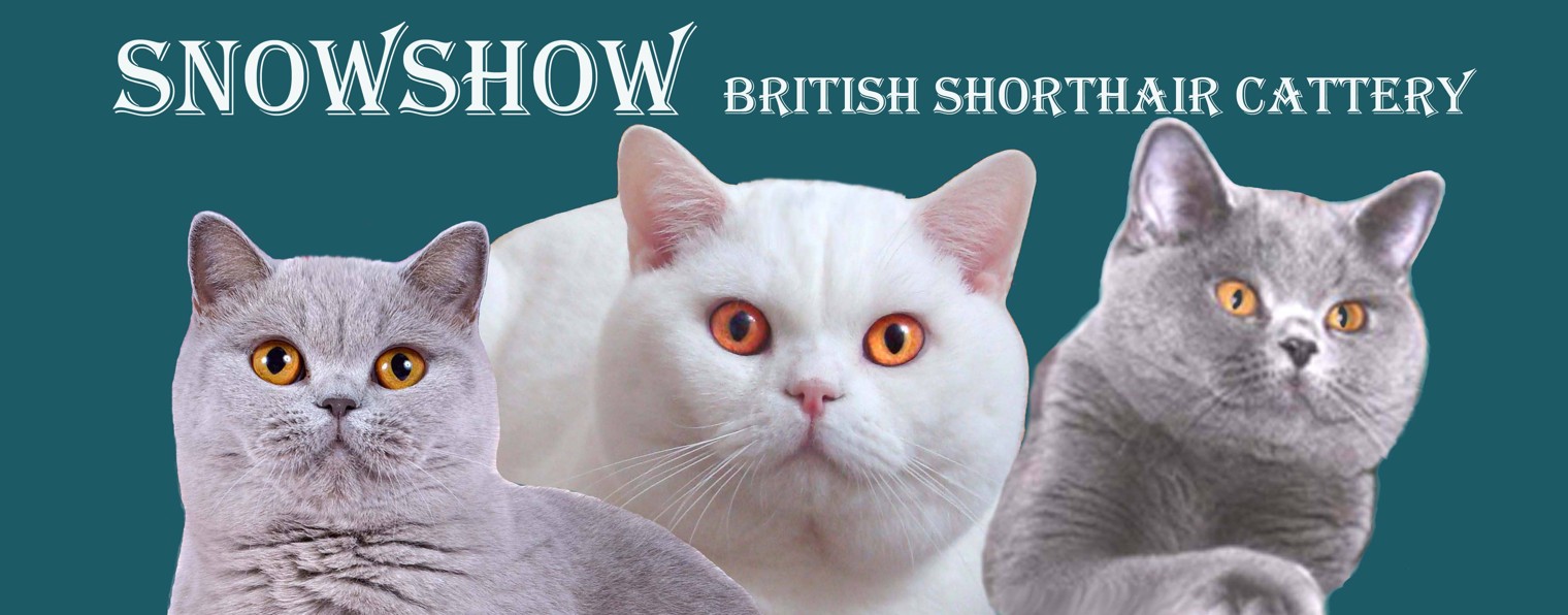 Питомник британских кошек SnowShow Cattery