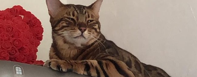 Молли и Тима