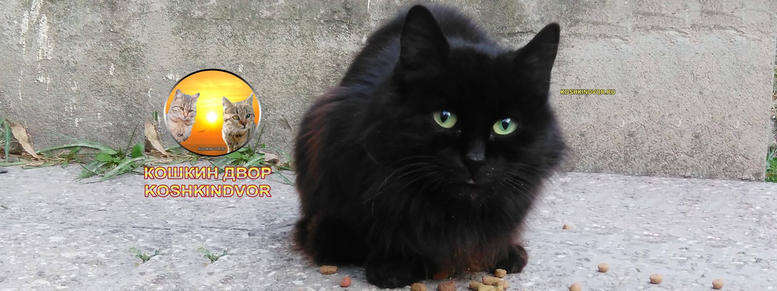 Кошкин двор