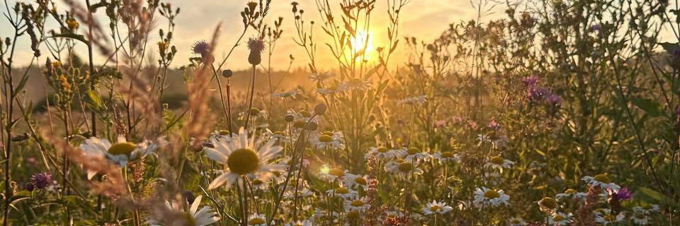 Дневник бровиста