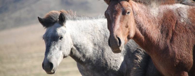 Интересные видео про лошадей
