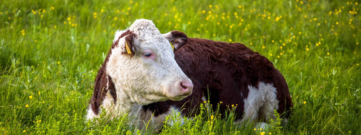 М2 Органик Клуб