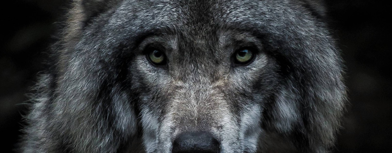 Wolf62