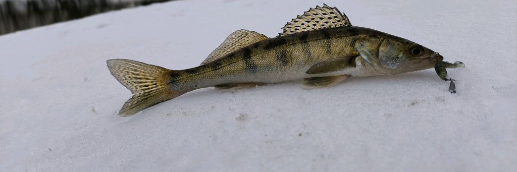 Рыбалка Манит