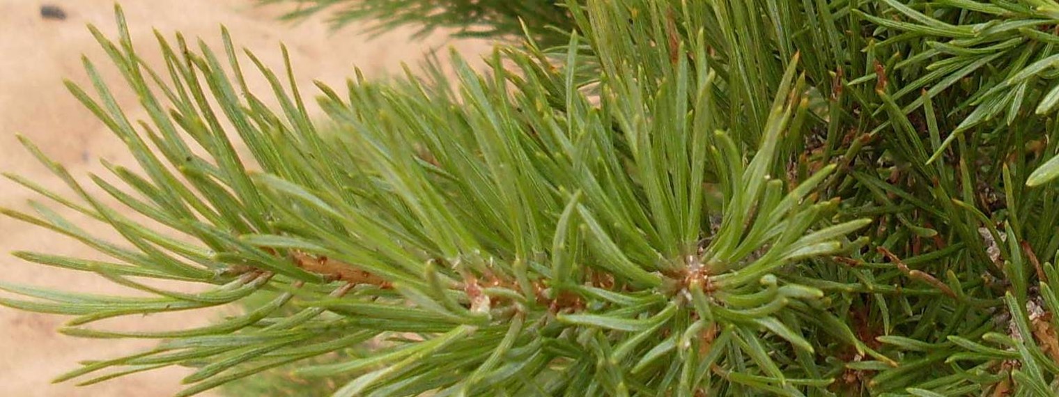 Елена Смирнова