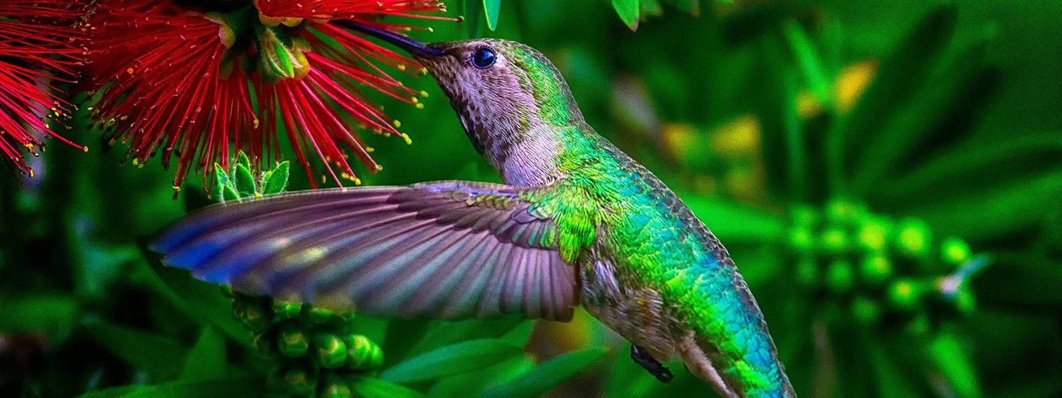 Увлечённая Koshka и Попугаи содержание, разведение