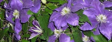 Цветочные истории день за днём.