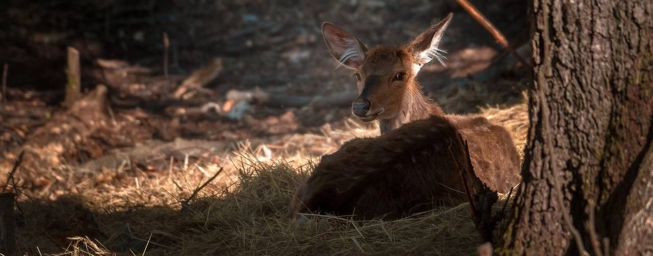 Дикое подворье |Личное подсобное хозяйство