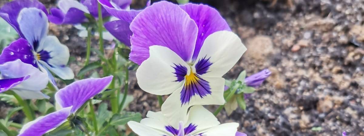 Жизнь на селе.