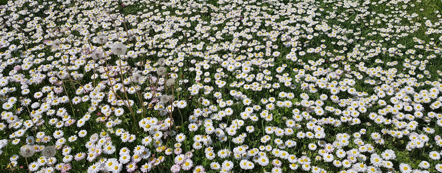 СНТ Веселёво