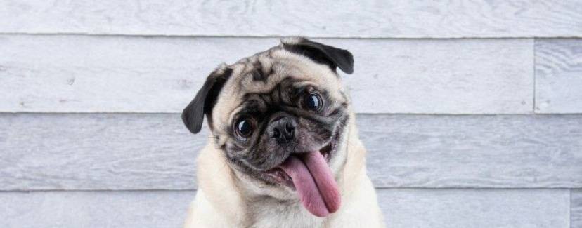 Собака-улыбака