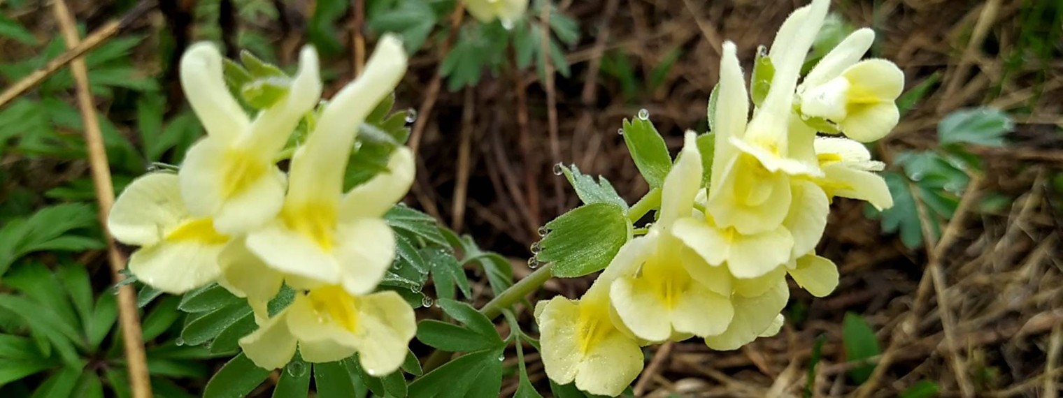 Домашних дел истории