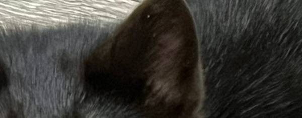 соболь дома ру