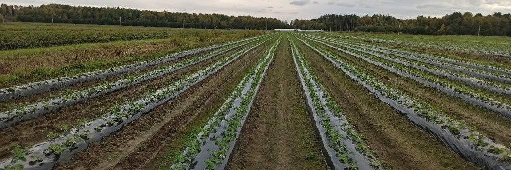 честная ягода