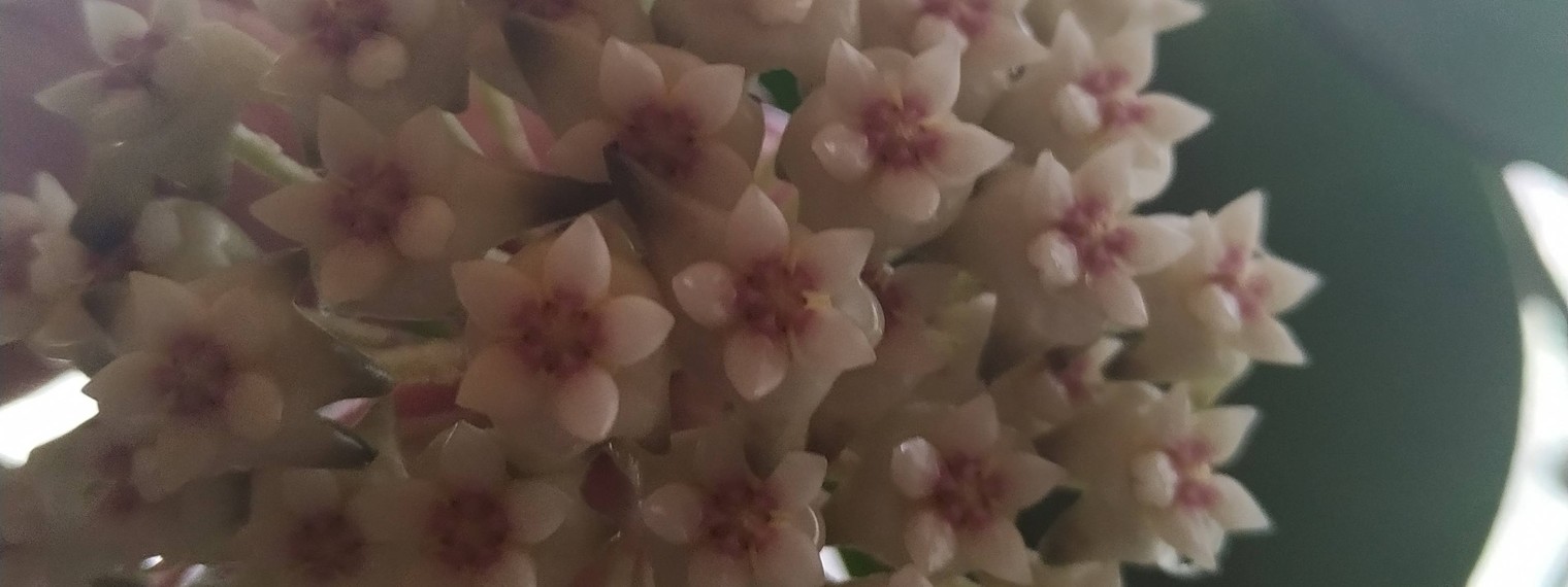 Мир цветов и растений с Марией