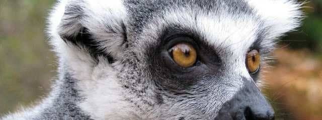 Старый Лемур