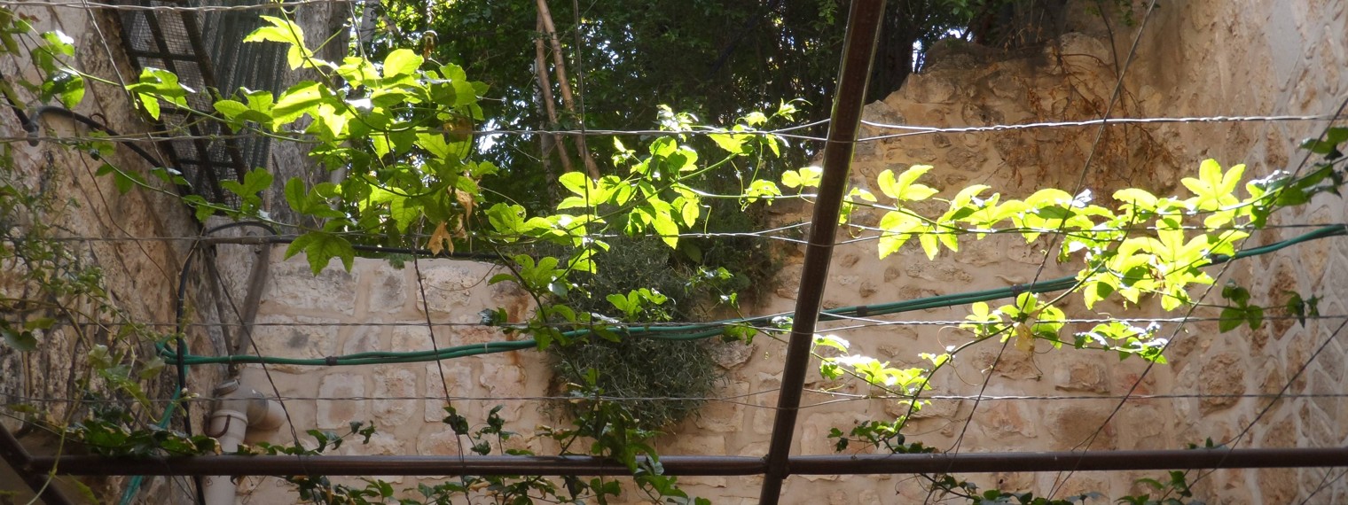 Яна Чехановец