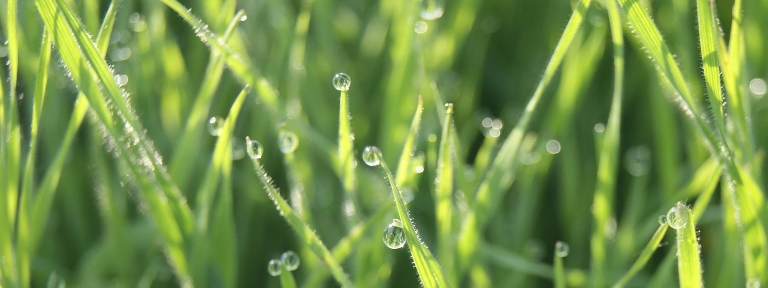 Кошечка Чиху