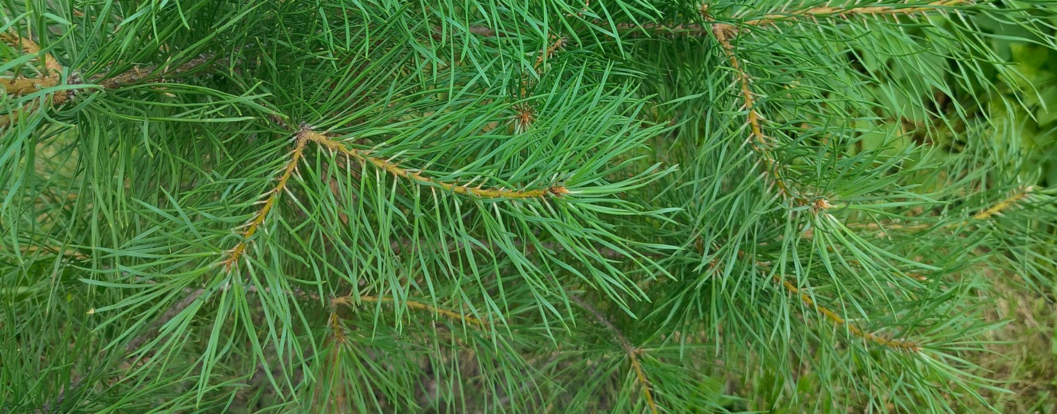 Уютный домик