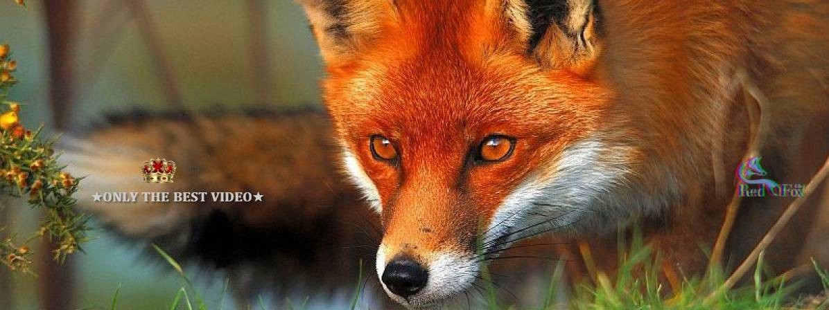 РЫЖАЯ БЕСТИЯ (RED BEAST)