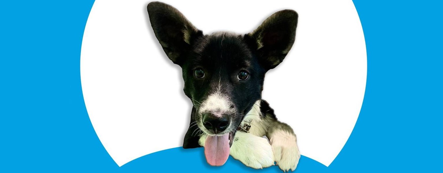 Город преданных собак 73. Любовь с когтями. Дзен.