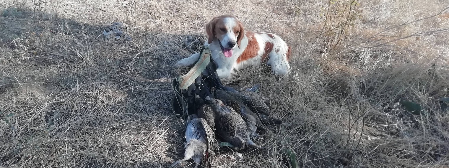 Эпаньол Бретон СТЕП