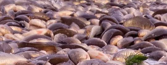 Азартный рыбак