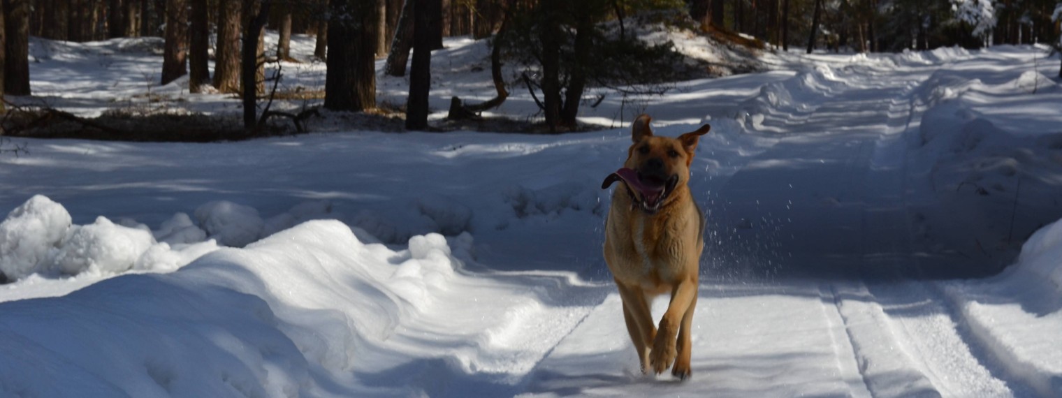 Елизавета Федоровна Евсегнеева (Лиза Арлан)