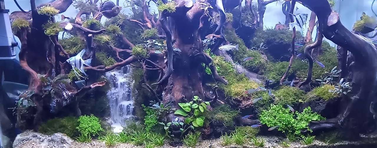 Аквариумистика Череповец