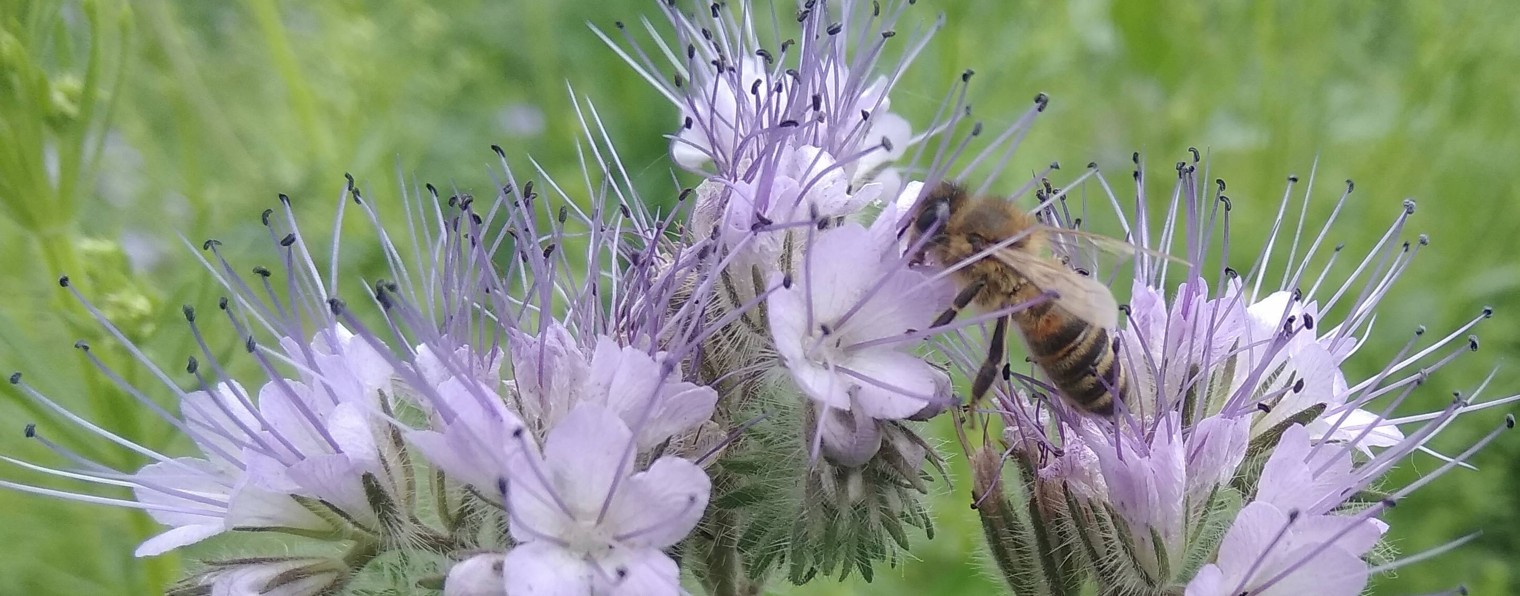 Умартаче - пасечник