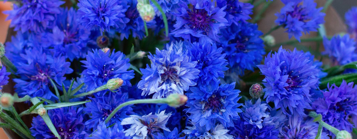 Цветочный  Фермер