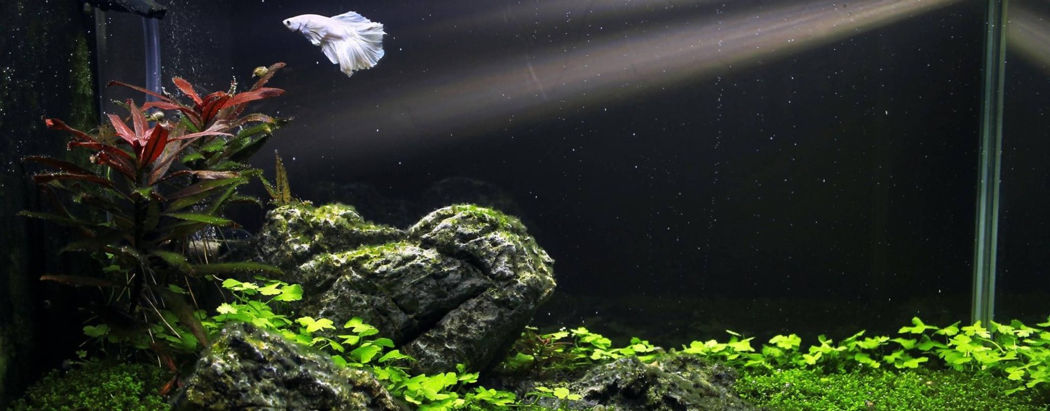 Студия аквариумистики AQUACREATIV.RU