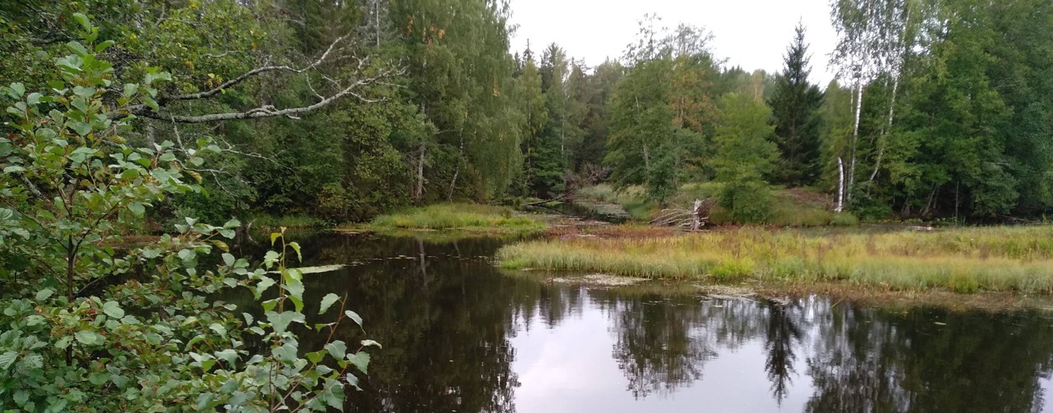 Заметки на пенсии