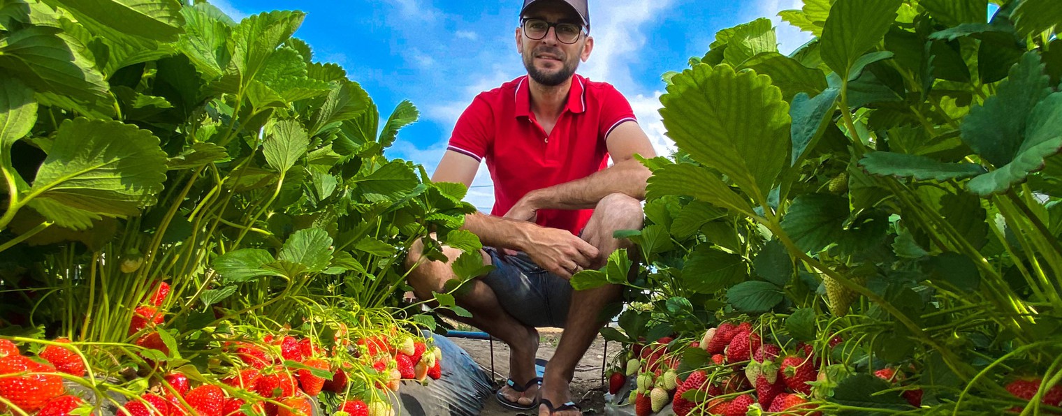 Выращивание клубники в Крыму