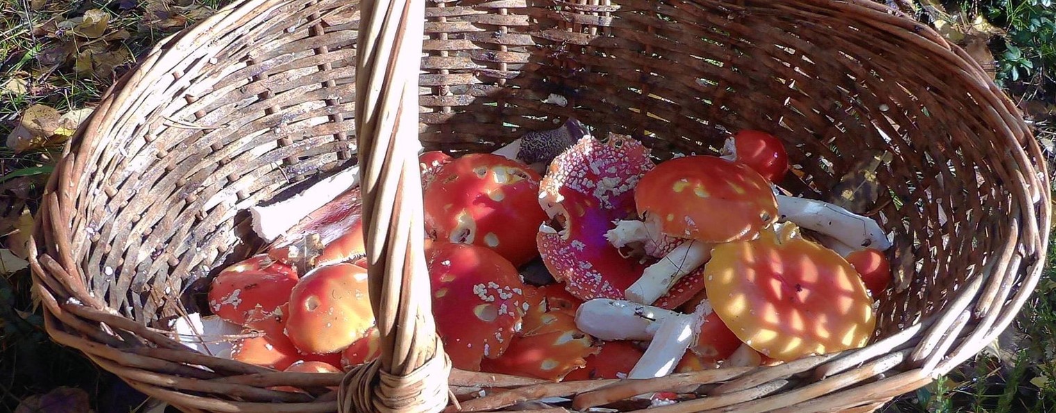 Griboman - Мухомор Красный Спб, Мухомор Пантерный