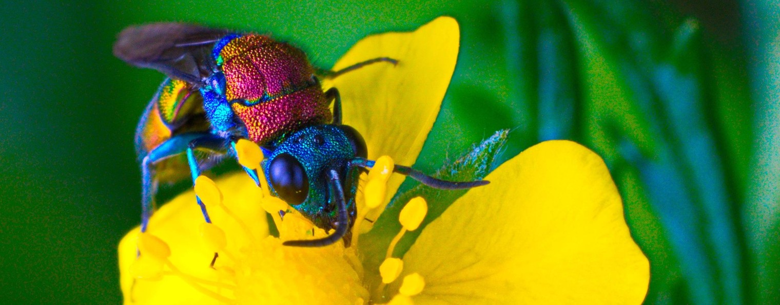 МАКРО / МИЛЛИМЕТРОВАЯ ВСЕЛЕННАЯ