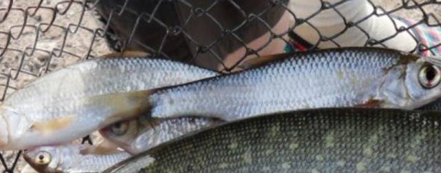 Улыбчивый спиннигист