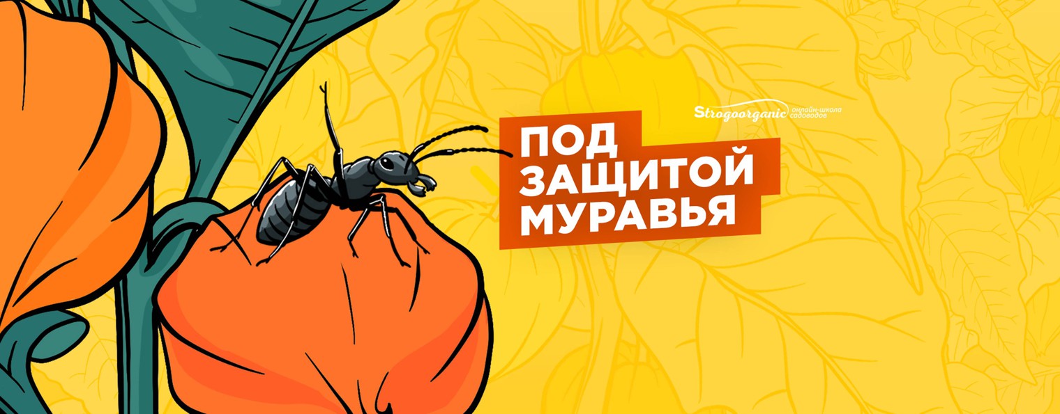 Под защитой муравья / Strogoorganic
