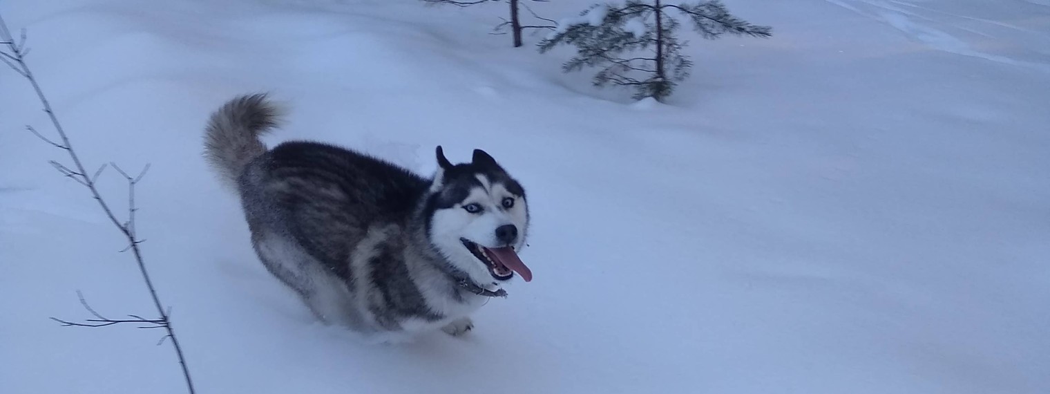 Алексей Артемьев
