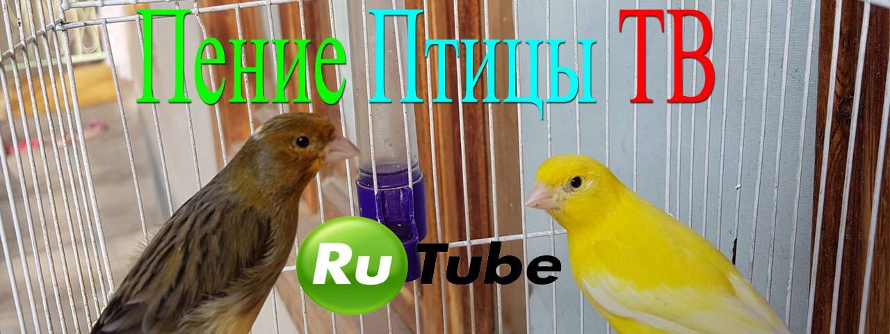 Пение Птицы ТВ