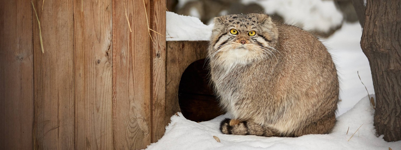 Манулизация