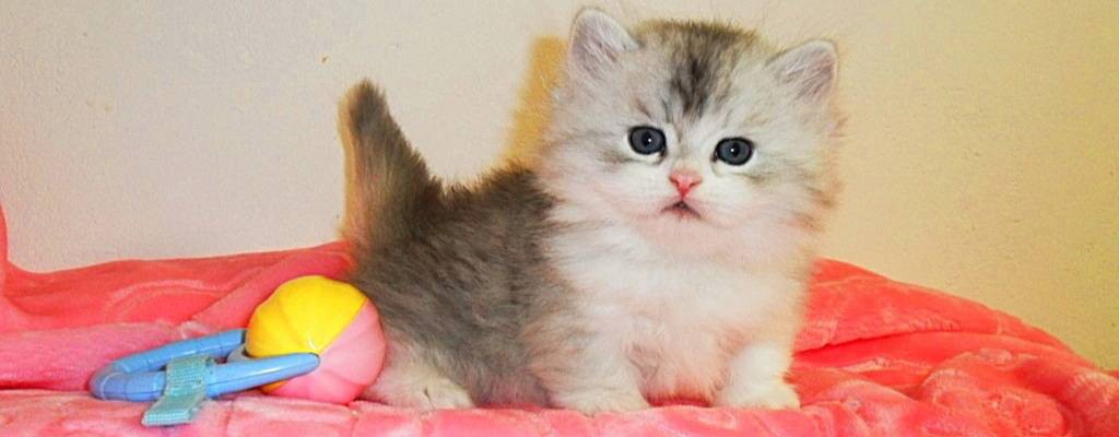 Манчкины Коротколапые Котята(Крым)