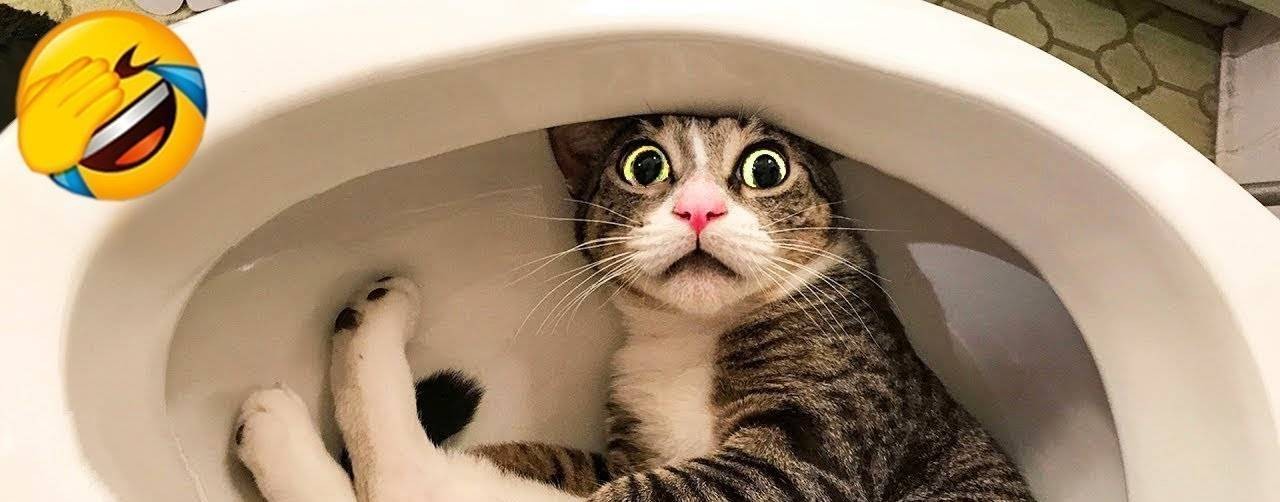 Bolwojhvost