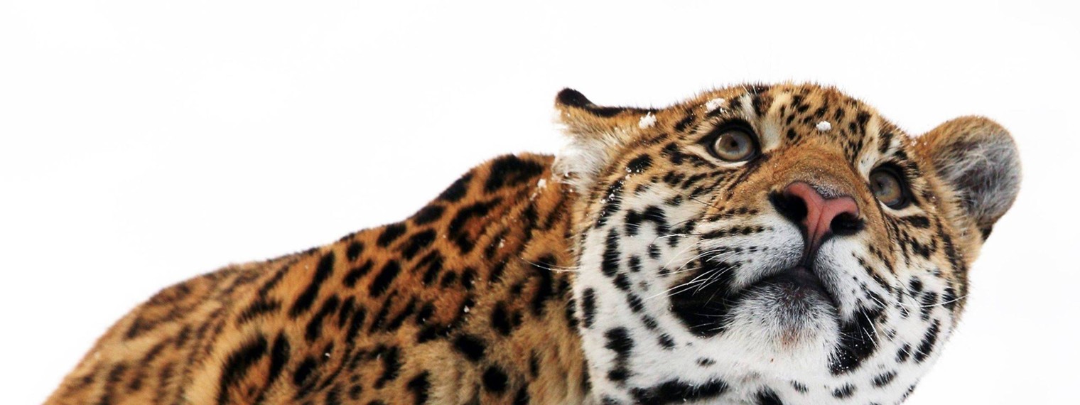 Животные Планеты Земля