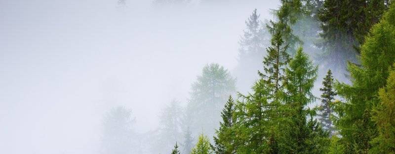 Питомник Сибирских кошек RusFantasy